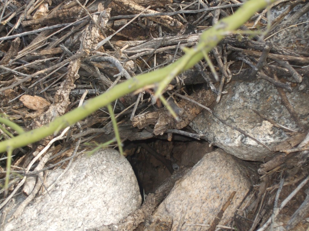 Pack Rats - Tucson Exterminators | AMA Exterminating - Tucson Pest Control